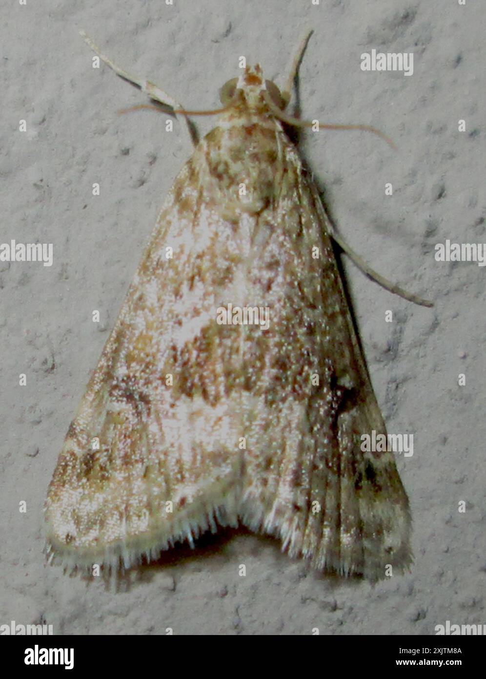 Old World Webworm (Hellula undalis) Insecta Stock Photo - Alamy