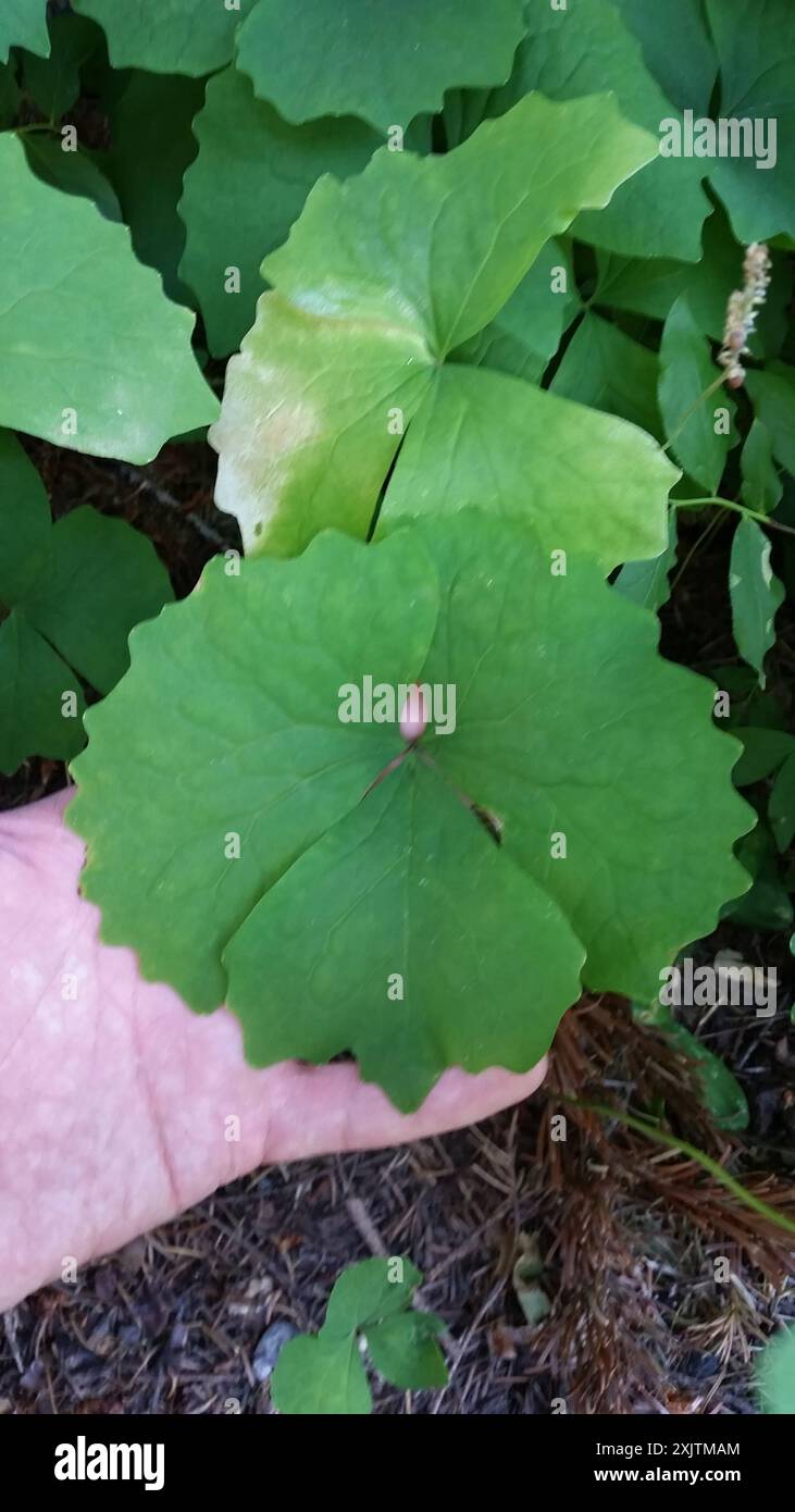 vanilla leaf (Achlys triphylla) Plantae Stock Photo - Alamy
