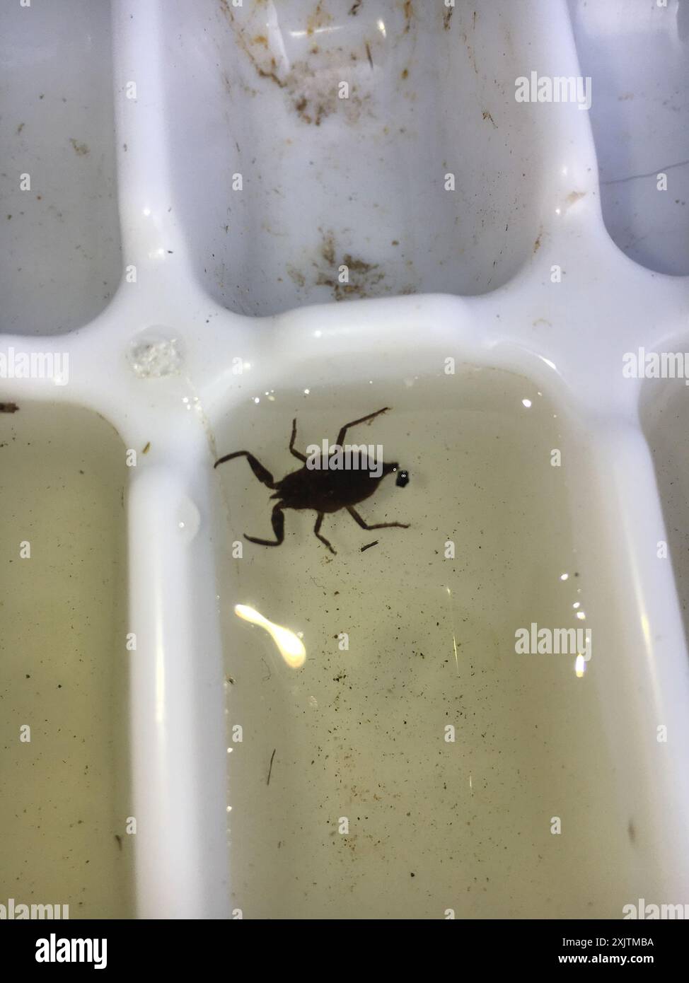 Nepa apiculata hi-res stock photography and images - Alamy