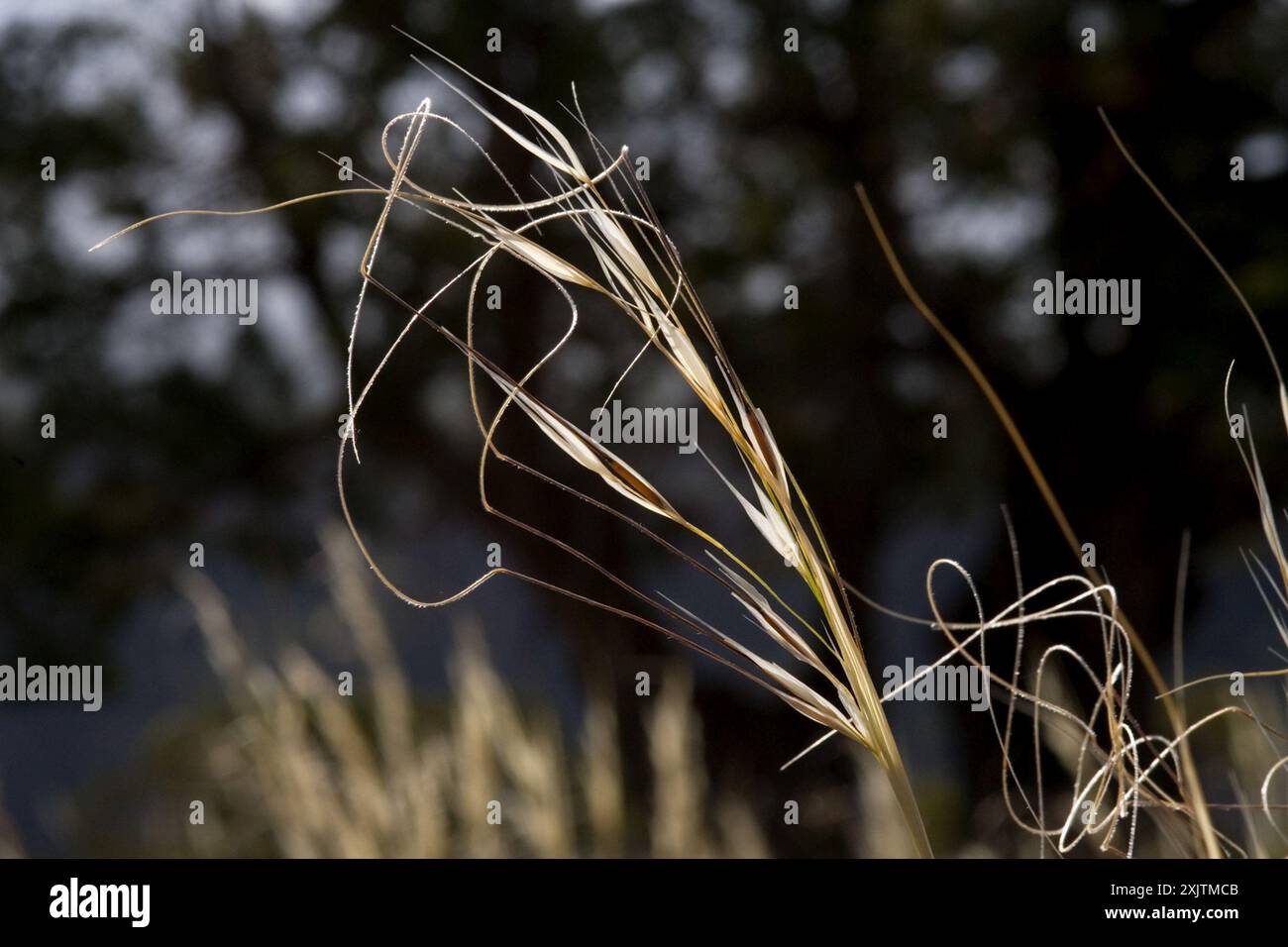 Needle-and-thread Grass (Hesperostipa comata) Plantae Stock Photo - Alamy