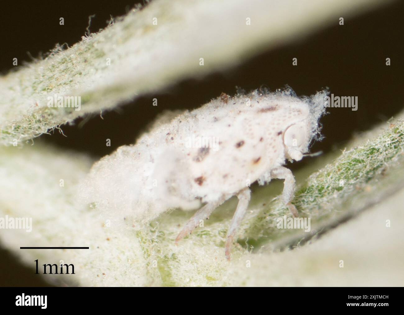 Torpedo bug hi-res stock photography and images - Alamy