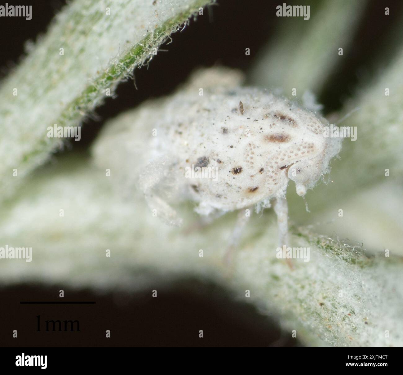 Torpedo Bug (Siphanta acuta) Insecta Stock Photo - Alamy