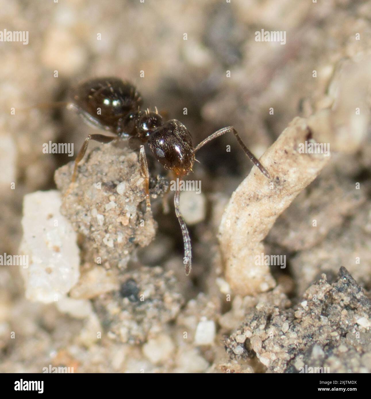 Brachymyrmex patagonicus hi-res stock photography and images - Alamy