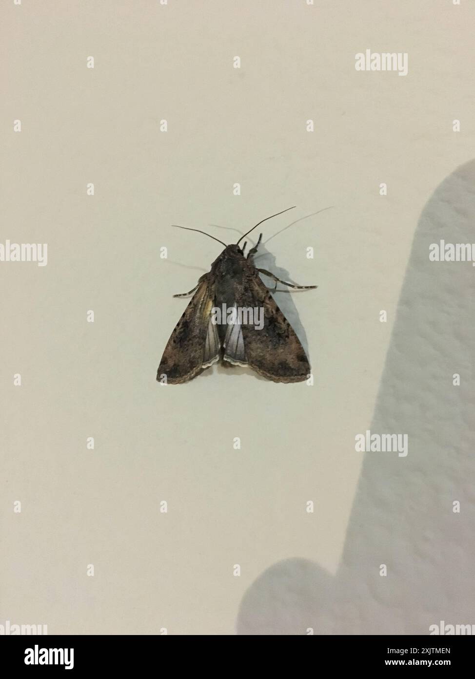 Variegated Cutworm Moth (Peridroma saucia) Insecta Stock Photo - Alamy