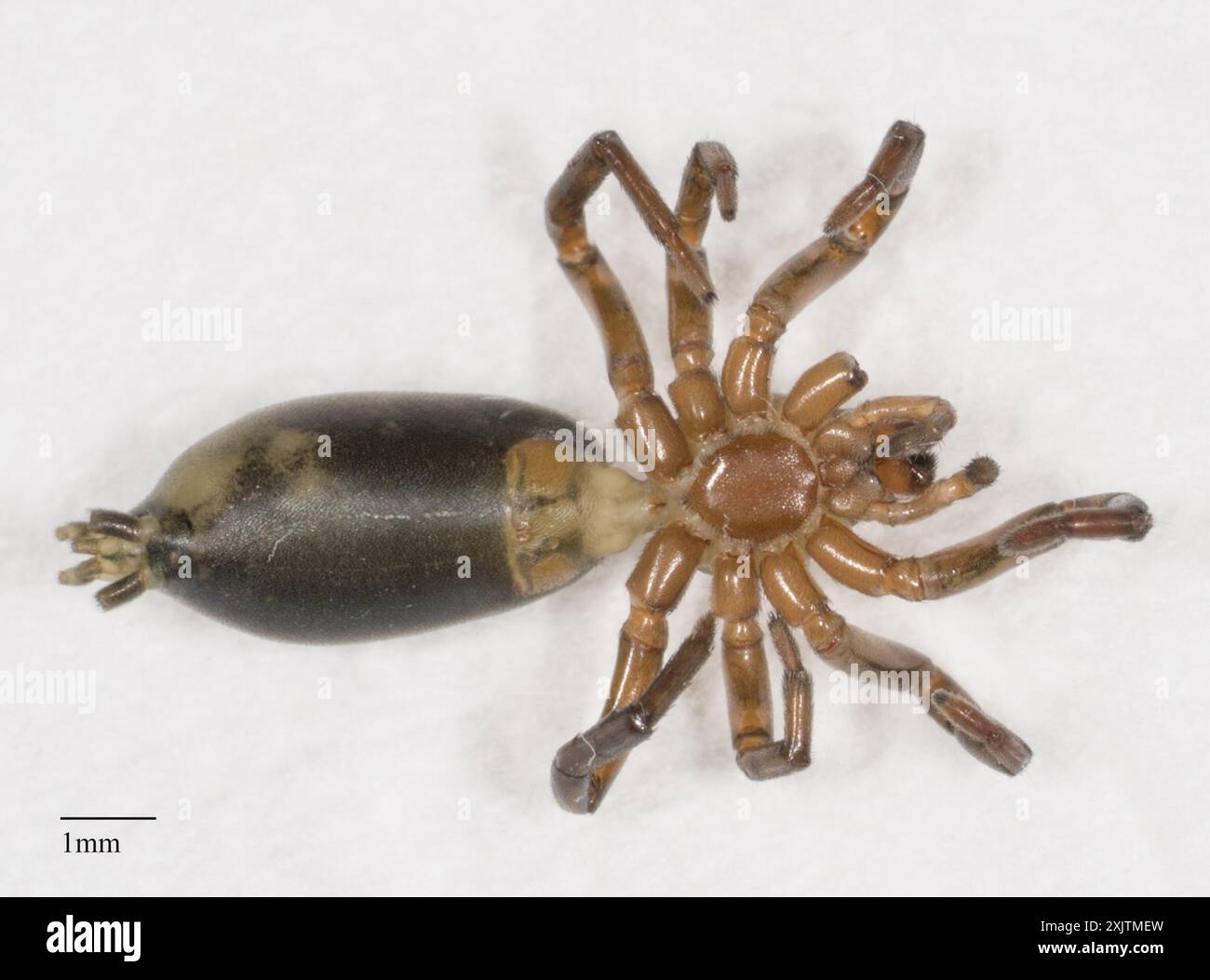 Stealthy Ground Spiders (Gnaphosidae) Arachnida Stock Photo - Alamy