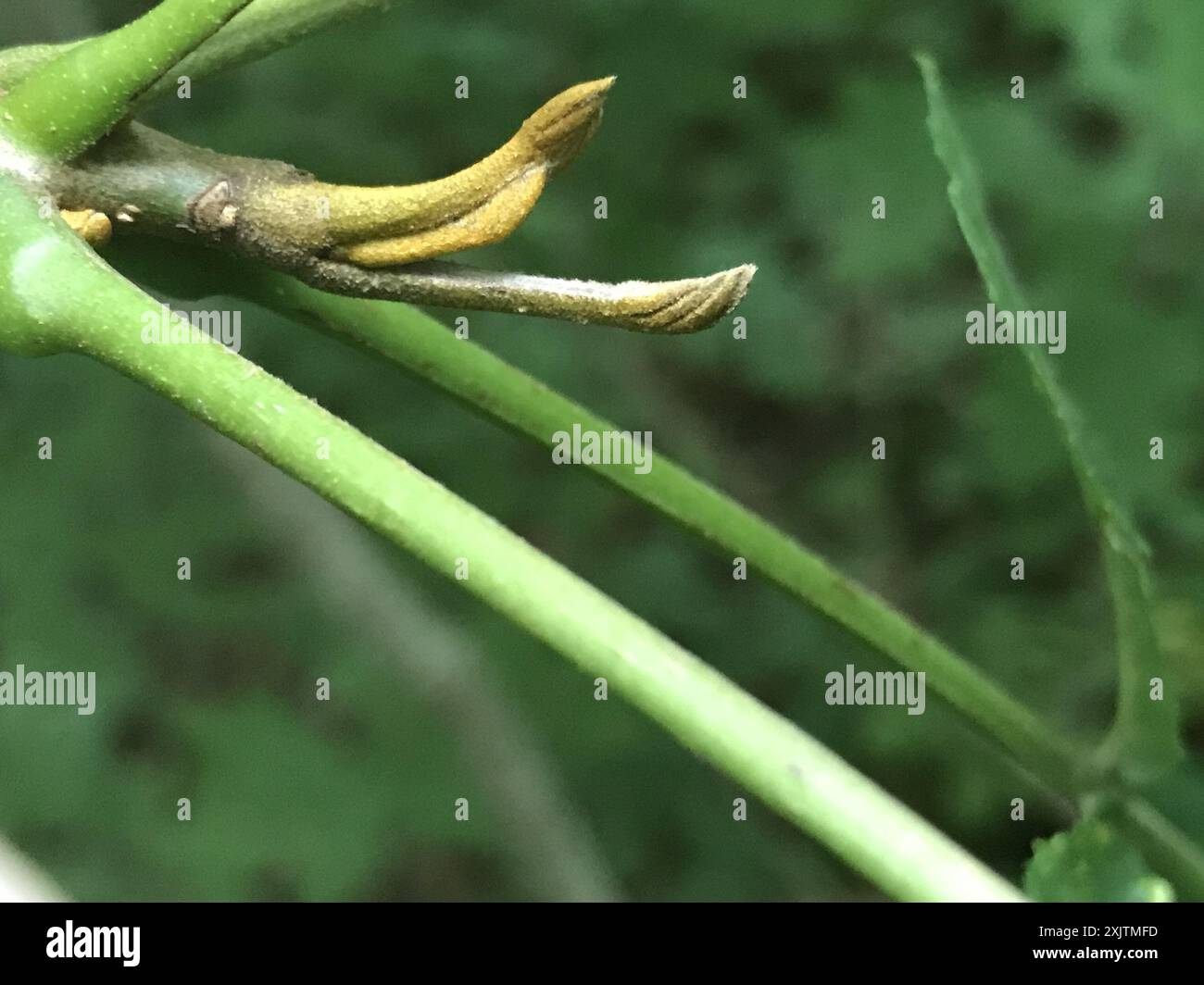 bitternut hickory (Carya cordiformis) Plantae Stock Photo - Alamy