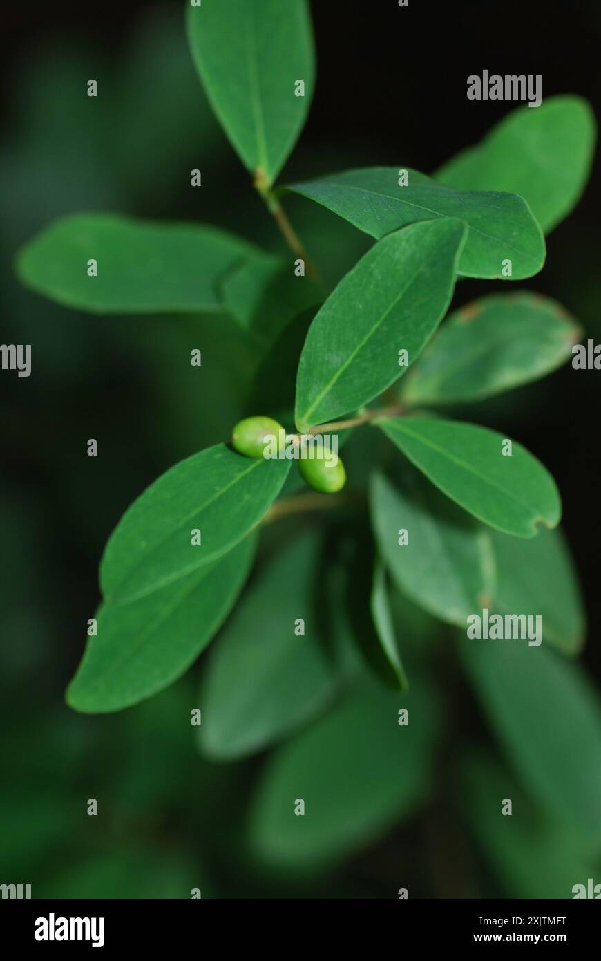 Bootlace Plant (Wikstroemia indica) Plantae Stock Photo - Alamy