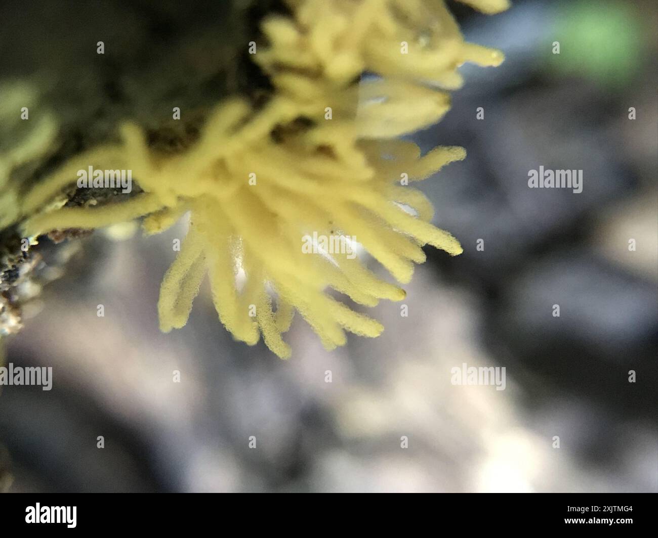 Yellow Carnival Candy Slime (Arcyria obvelata) Protozoa Stock Photo - Alamy