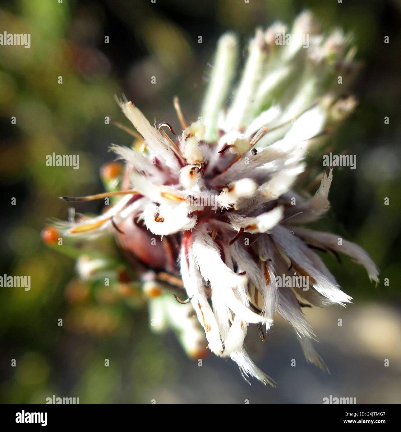 Ladismith Sceptre (Paranomus centaureoides) Plantae Stock Photo - Alamy