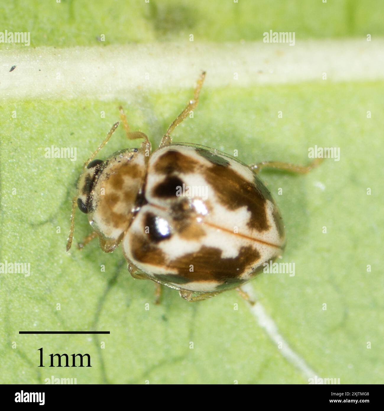 Twenty-spotted Lady Beetle (Psyllobora vigintimaculata) Insecta Stock ...