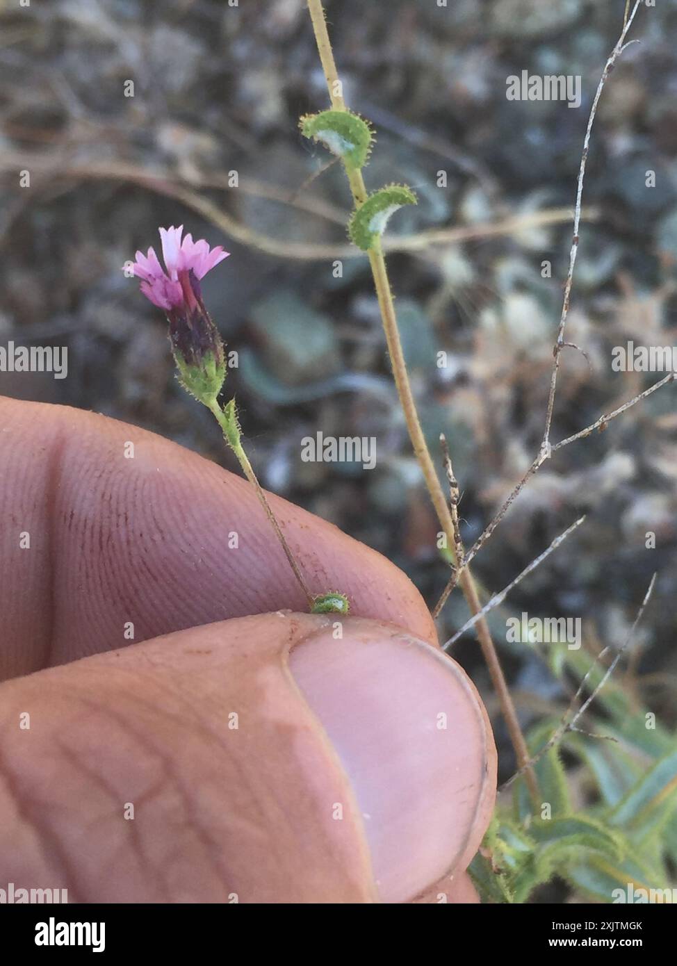 Slenderstem hi-res stock photography and images - Alamy