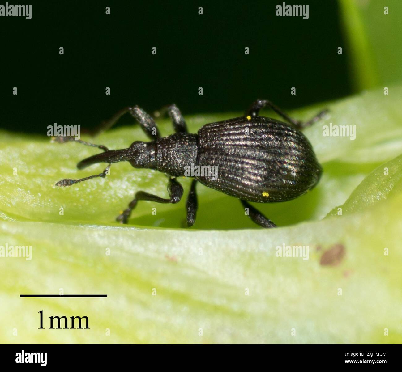 Pear-shaped Weevils (Apioninae) Insecta Stock Photo - Alamy