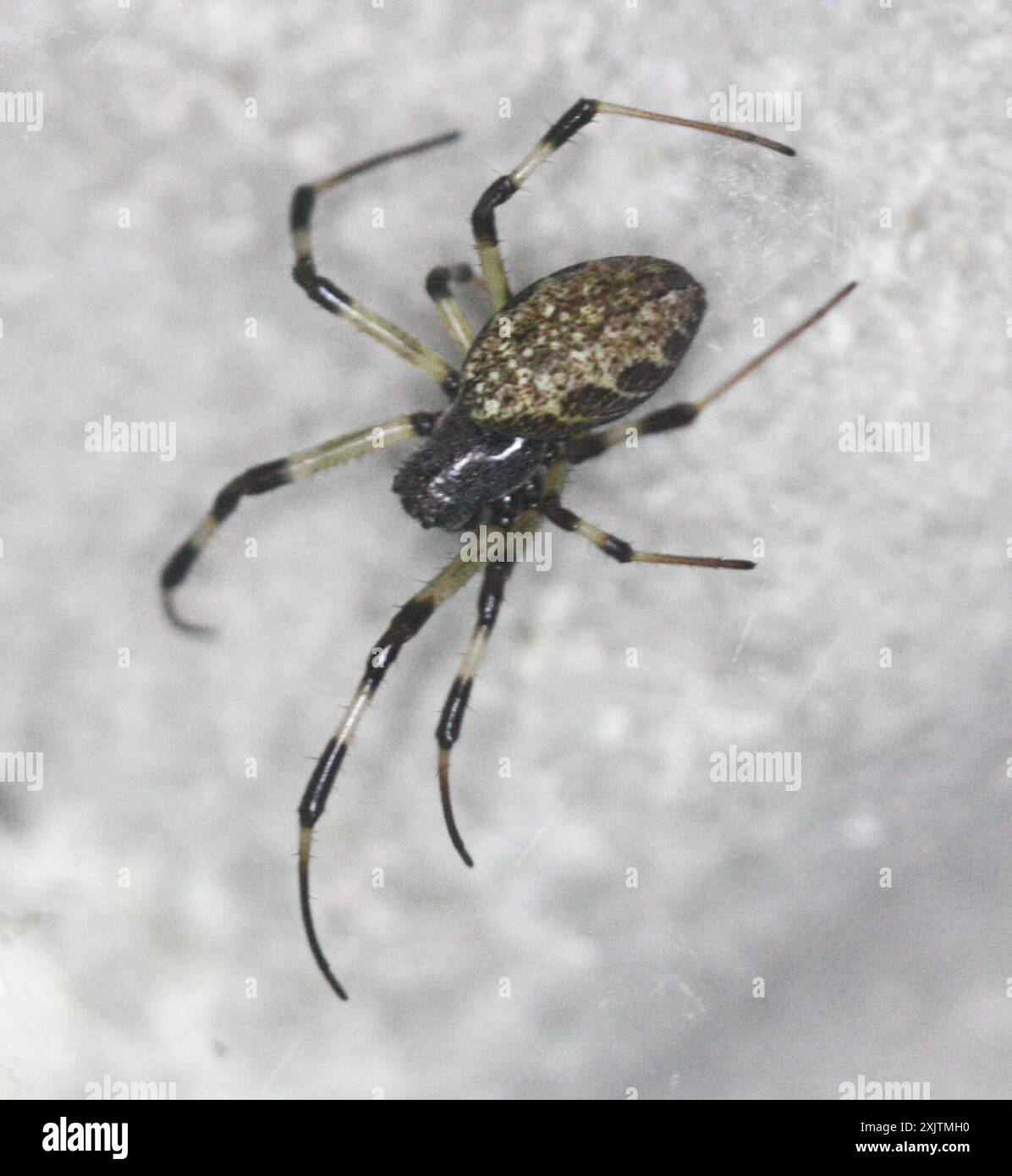 Asian Hermit Spider (Nephilengys malabarensis) Arachnida Stock Photo ...