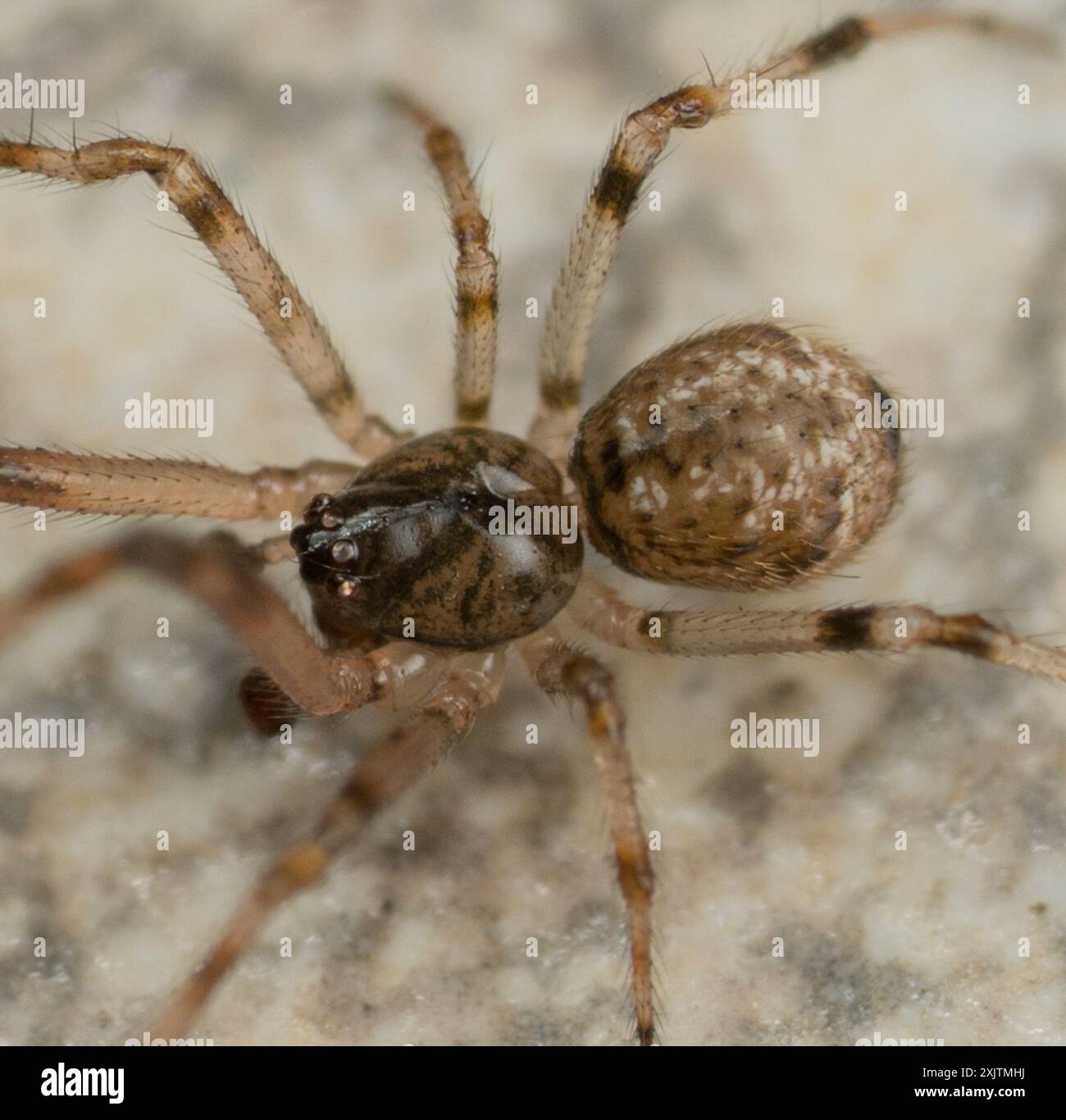 Comb-footed Spiders (Theridiidae) Arachnida Stock Photo - Alamy