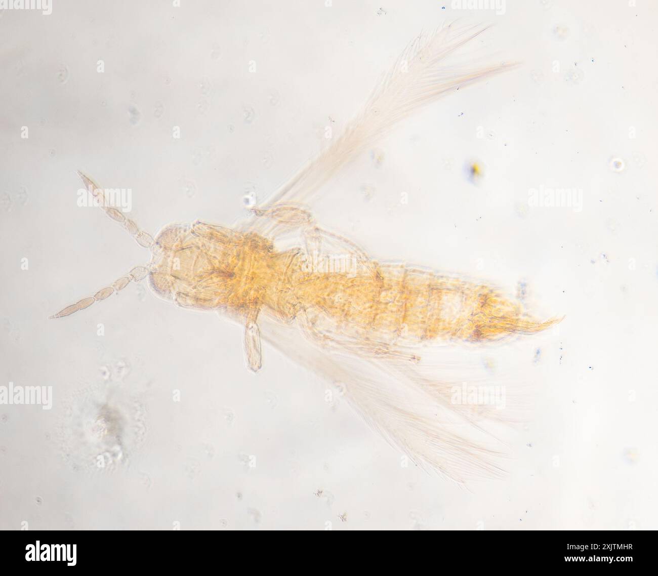 Chilli Thrips (Scirtothrips dorsalis) Insecta Stock Photo - Alamy