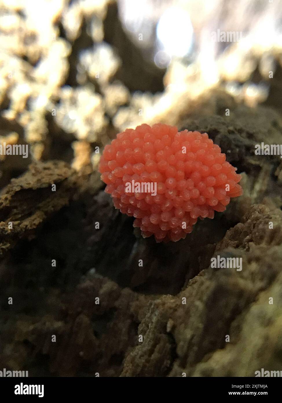 Red Raspberry Slime Mold (Tubifera ferruginosa) Protozoa Stock Photo ...