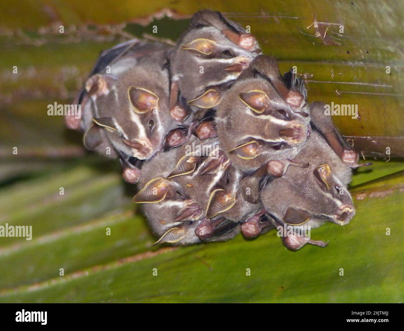Tent-making Bat (Uroderma bilobatum) Mammalia Stock Photo - Alamy