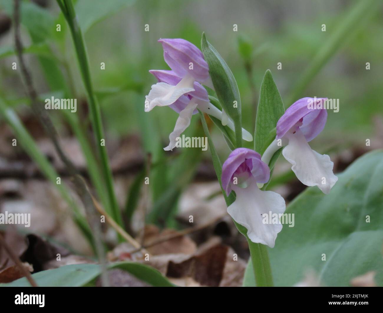 showy orchis (Galearis spectabilis) Plantae Stock Photo - Alamy