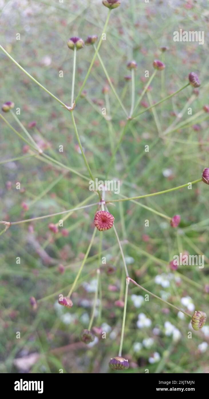 northern water-plantain (Alisma triviale) Plantae Stock Photo - Alamy