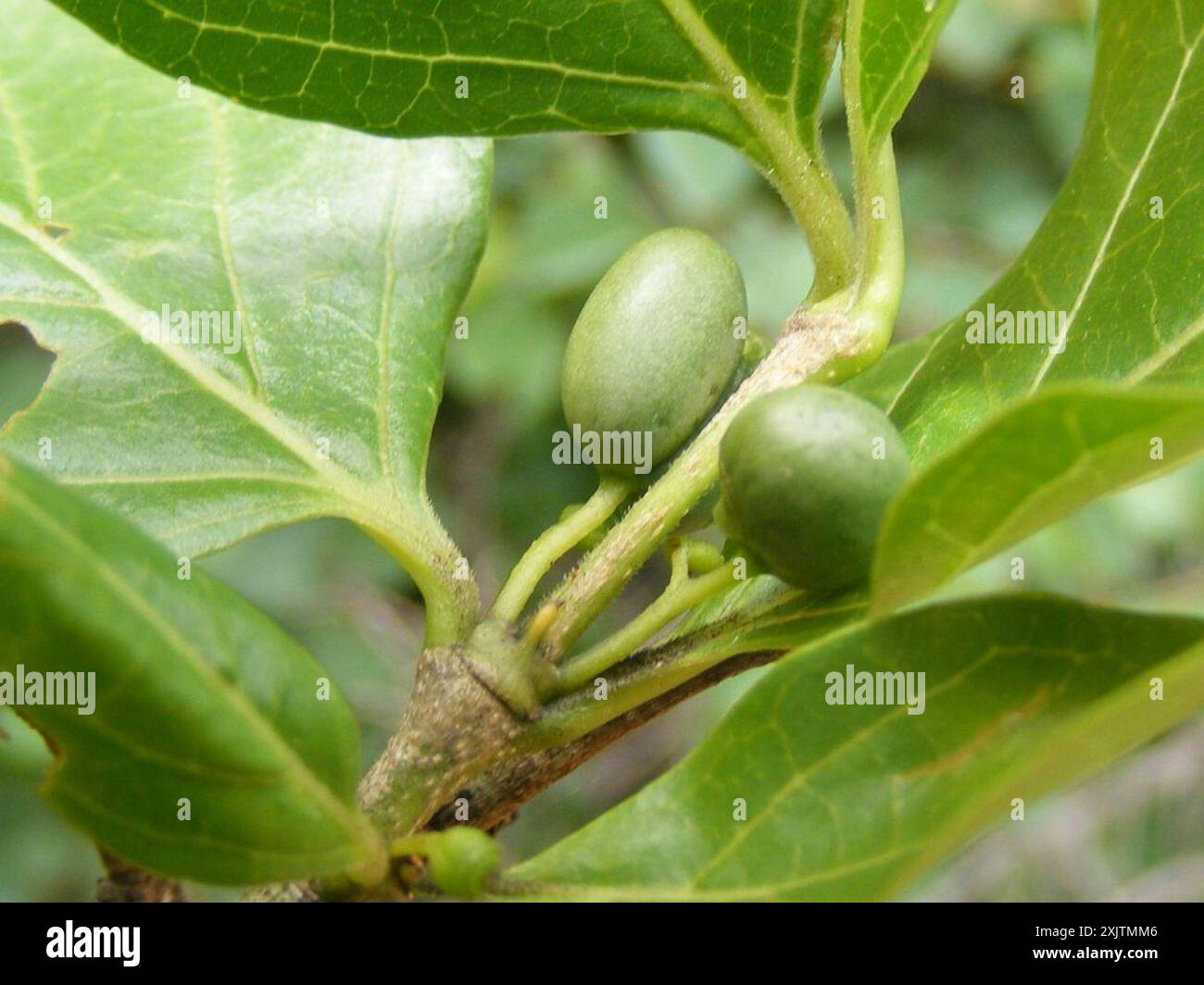 Rock Alder (Afrocanthium mundianum) Plantae Stock Photo - Alamy