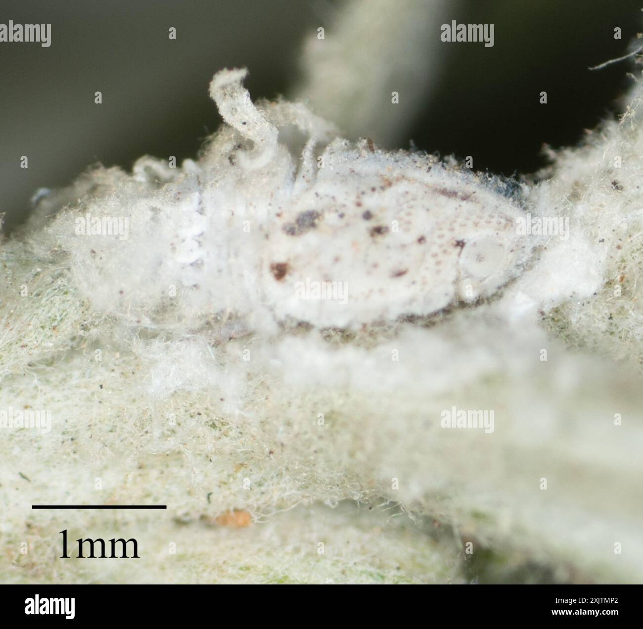 Torpedo bug hi-res stock photography and images - Alamy