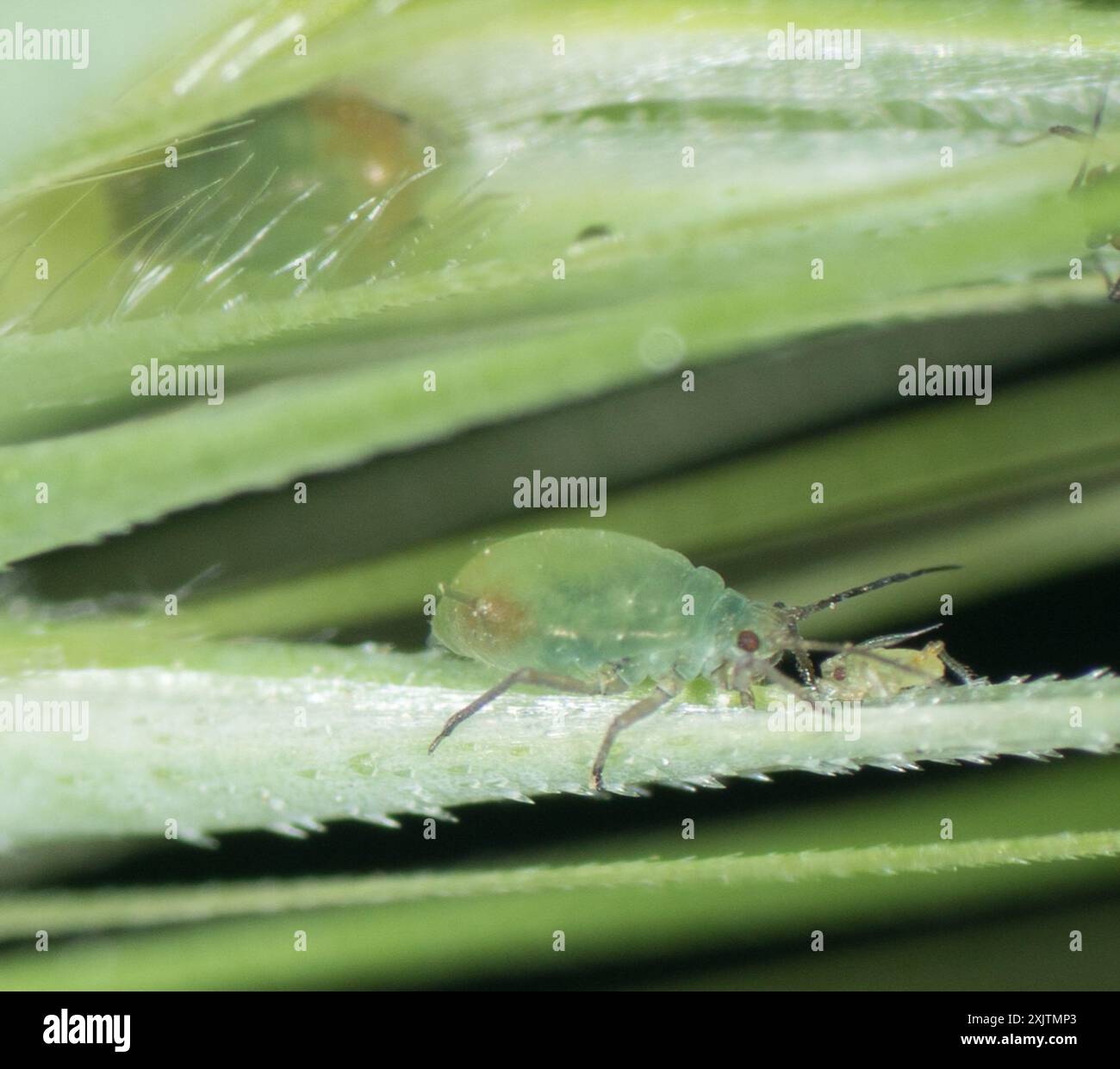Bird Cherry-oat Aphid (Rhopalosiphum padi) Insecta Stock Photo - Alamy