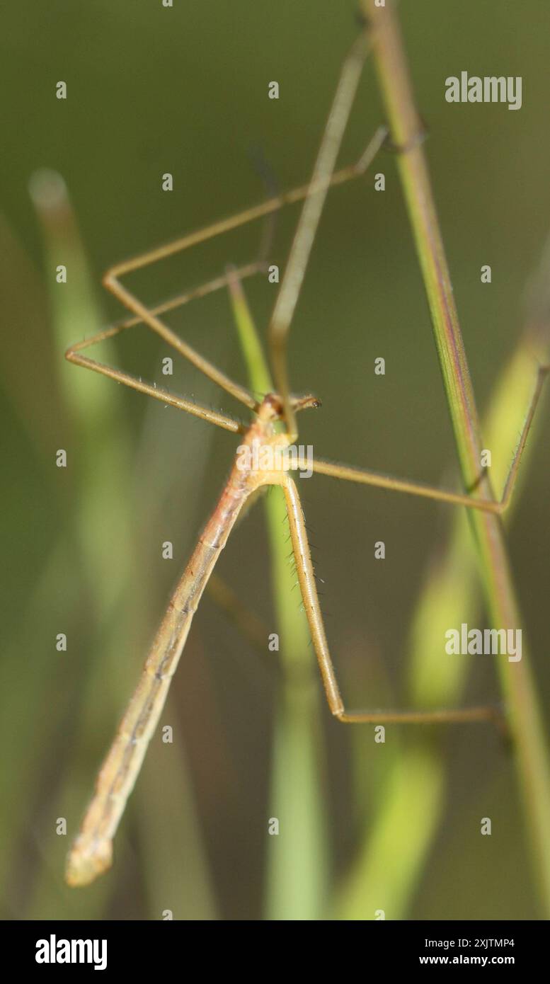 Wingless Hangingfly (Apterobittacus apterus) Insecta Stock Photo - Alamy