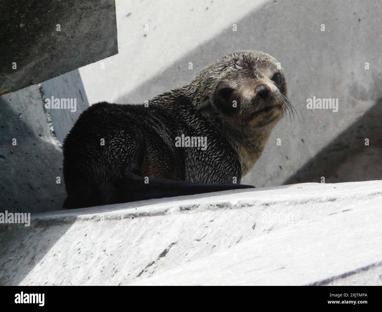 Cape Fur Seal (Arctocephalus pusillus pusillus) Mammalia Stock Photo ...