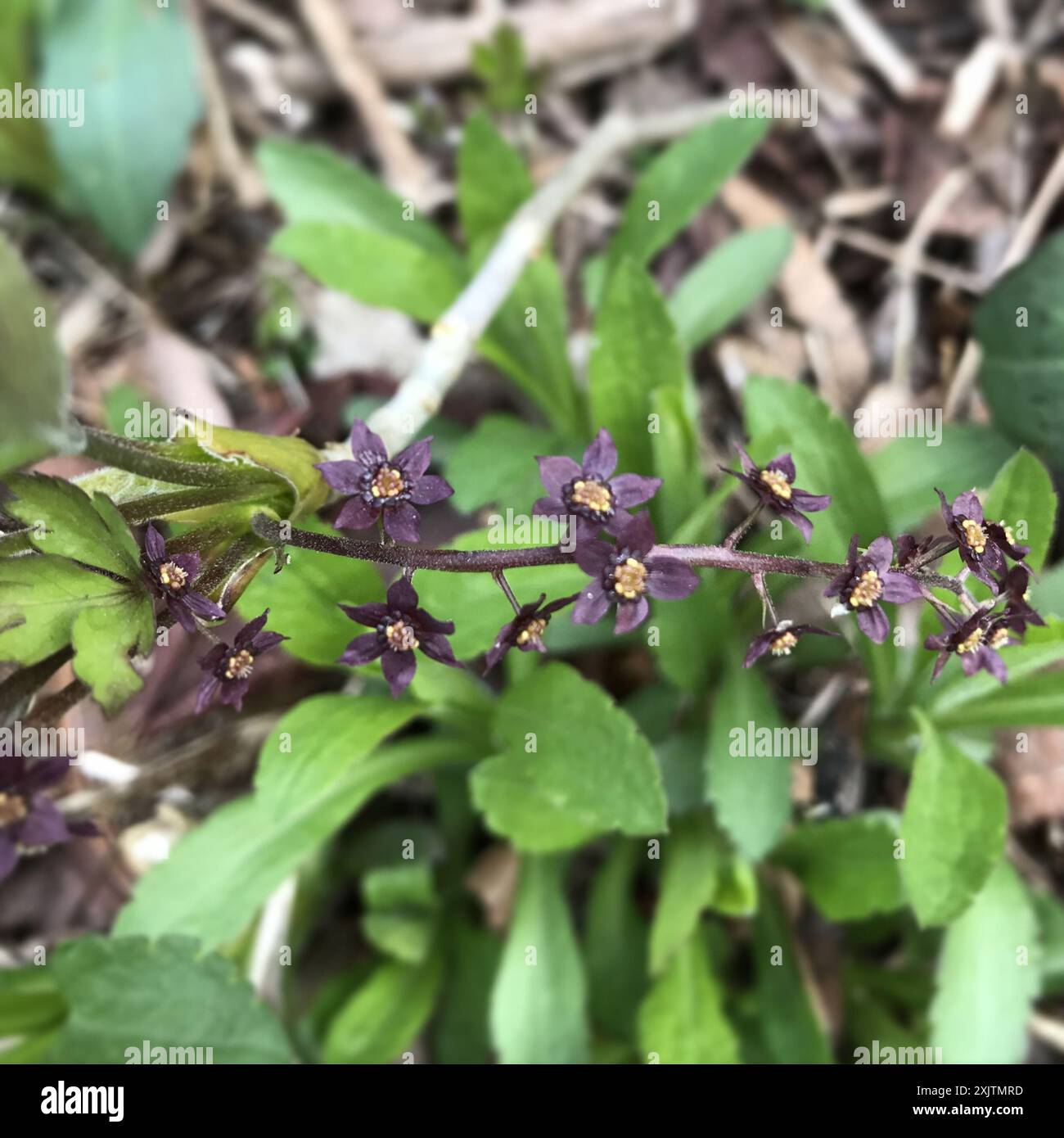 Shrub Yellowroot (Xanthorhiza simplicissima) Plantae Stock Photo - Alamy
