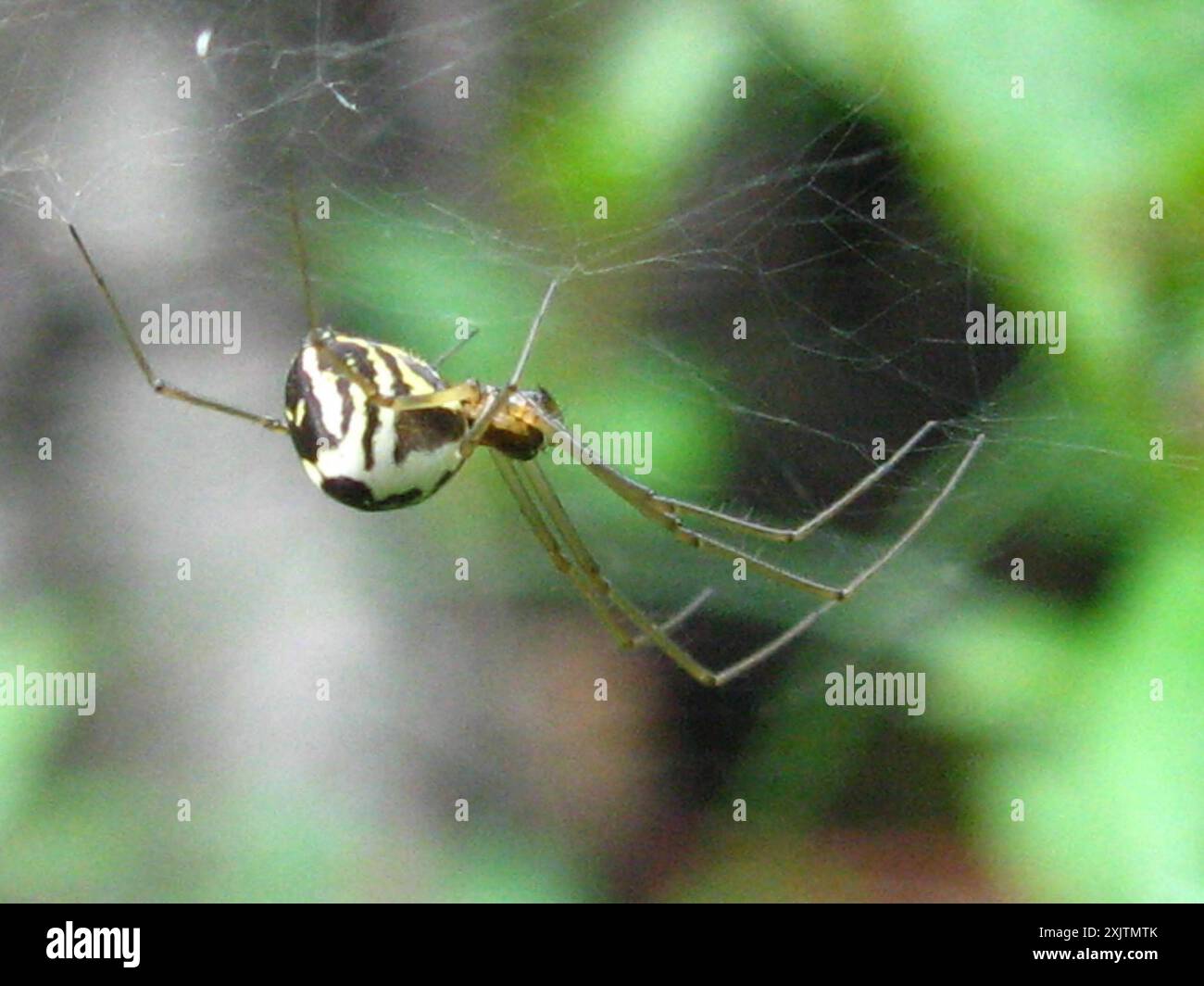 Filmy dome spider hi-res stock photography and images - Alamy