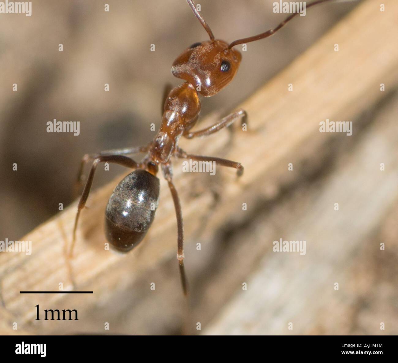 Pyramid Ants (Dorymyrmex) Insecta Stock Photo - Alamy