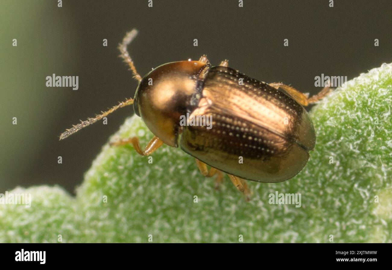 Bronze Leaf Beetle (Diachus auratus) Insecta Stock Photo - Alamy