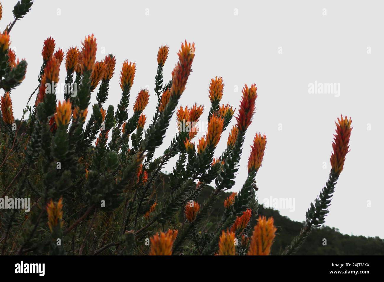 Threeflower Pagoda (Mimetes pauciflorus) Plantae Stock Photo - Alamy