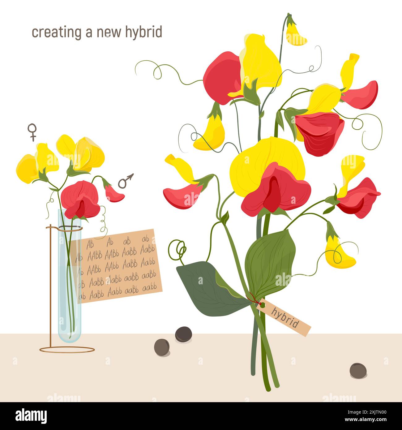 Mendel's genetic concept crossing sweet peas and creating a new hybrid plant. The result of a ...