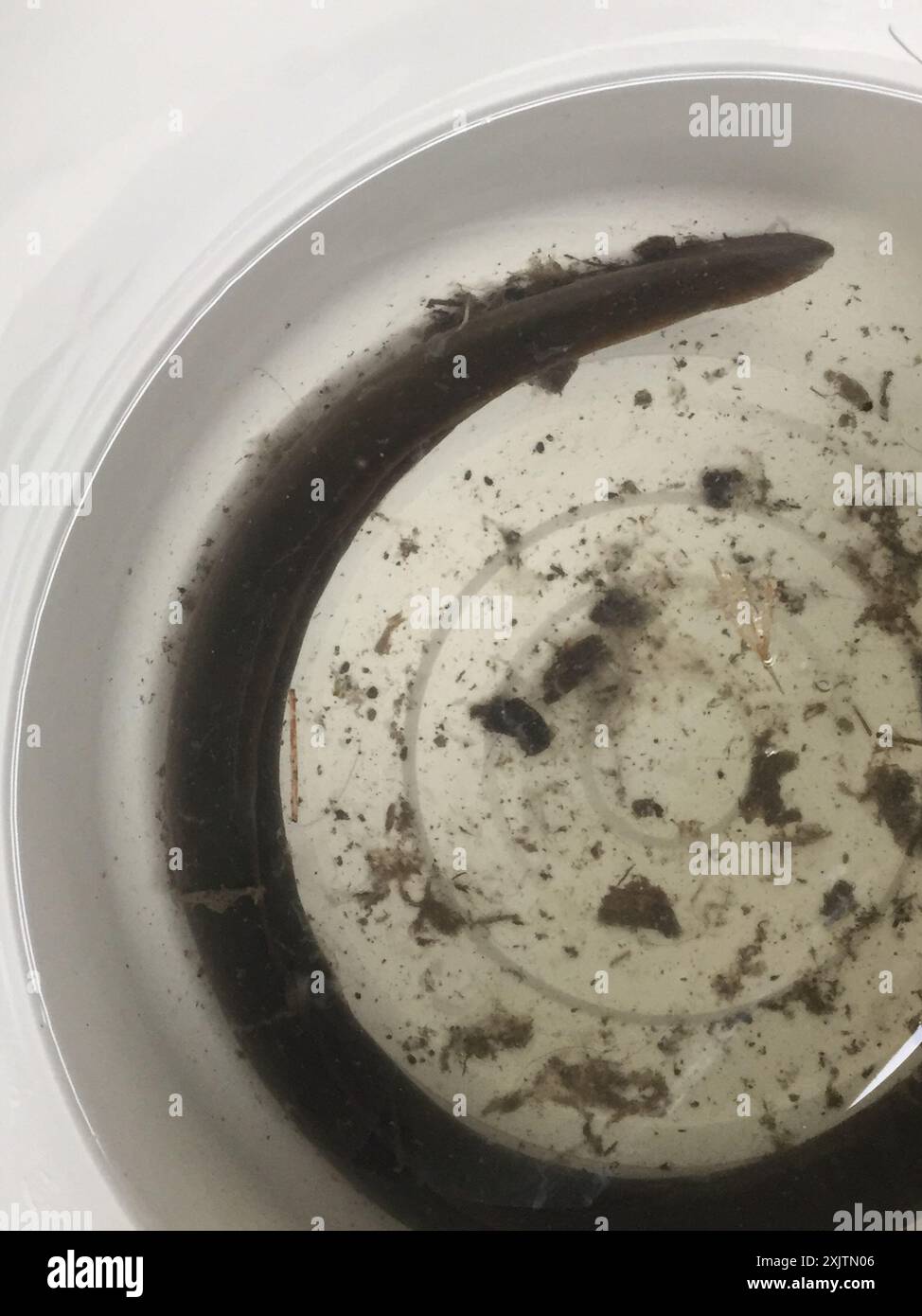 Short-finned Eel (Anguilla australis) Actinopterygii Stock Photo - Alamy