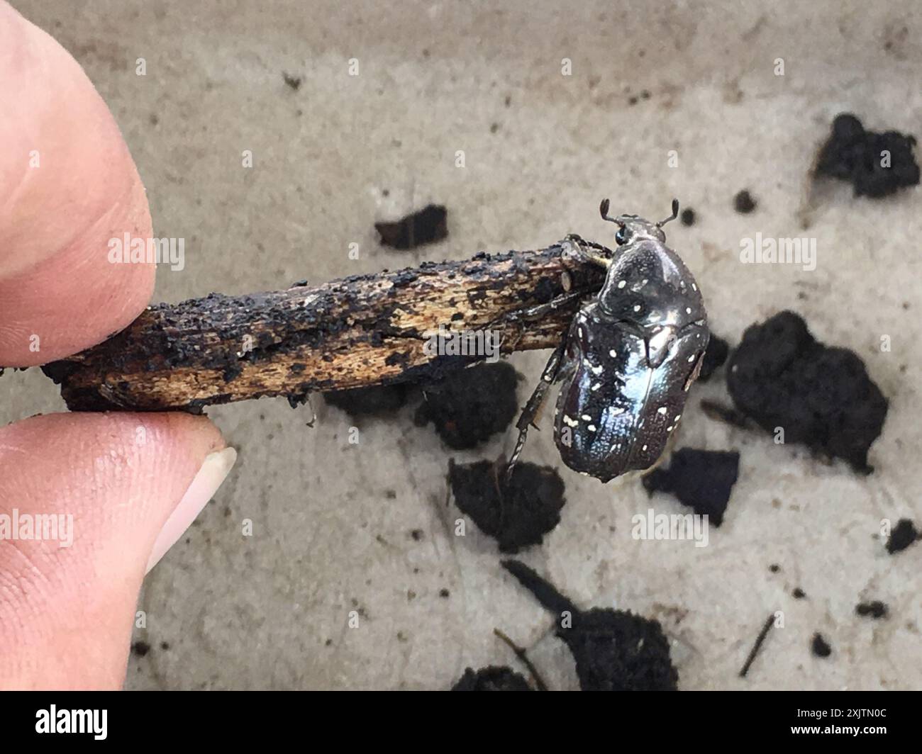 Mango Flower Beetle (Protaetia fusca) Insecta Stock Photo - Alamy