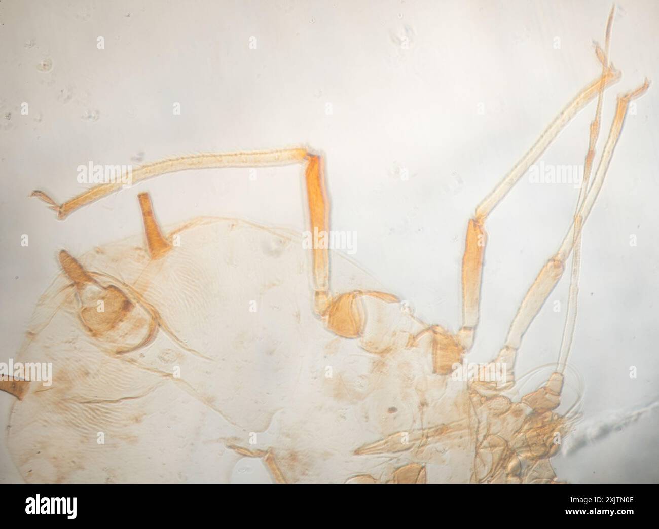 Black Citrus Aphid (Toxoptera aurantii) Insecta Stock Photo - Alamy