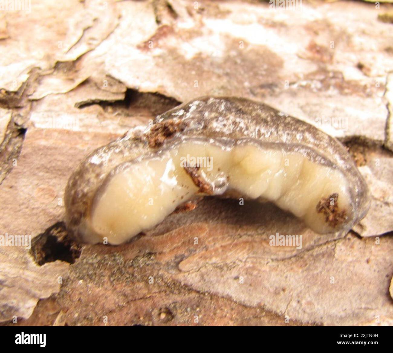 Changeable Mantleslug (Megapallifera mutabilis) Mollusca Stock Photo ...