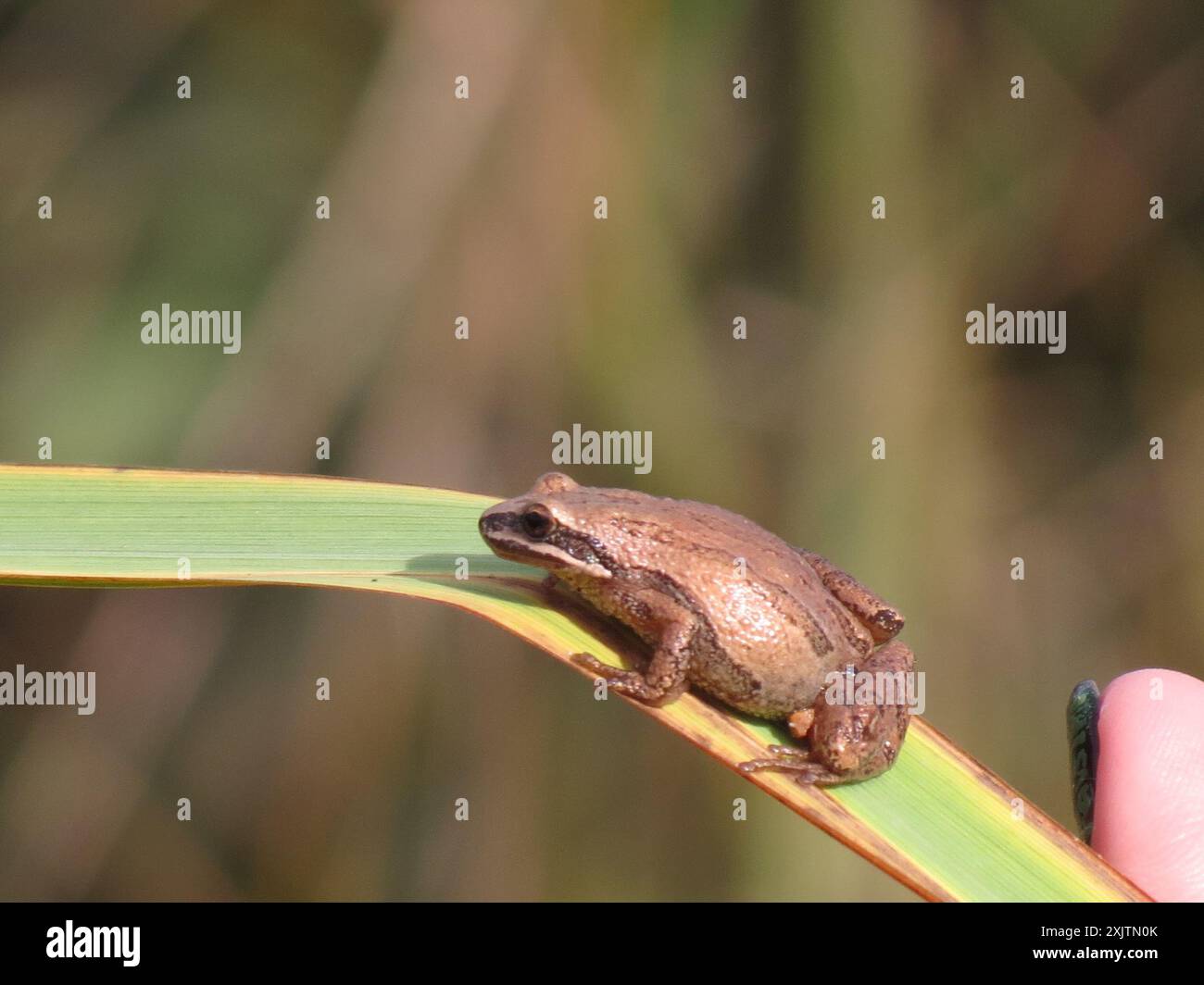 Western Chorus Frog (Pseudacris triseriata) Amphibia Stock Photo - Alamy