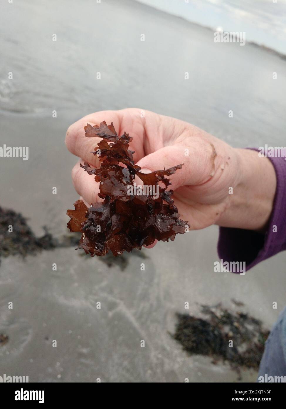 Irish Moss (Chondrus crispus) Plantae Stock Photo - Alamy