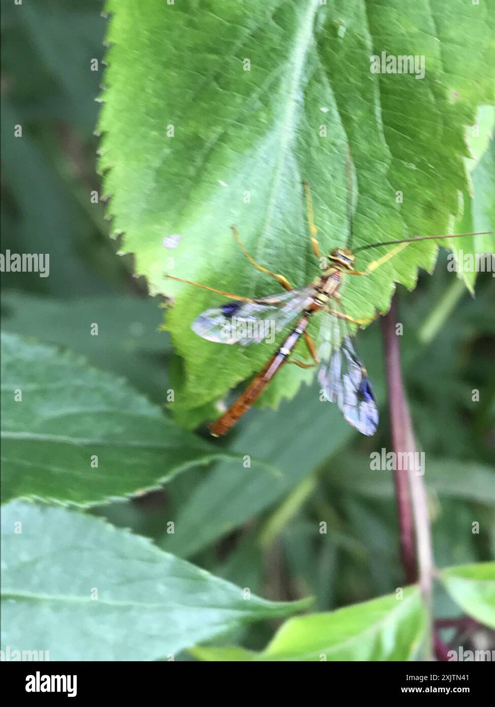 Long-tailed Giant Ichneumonid Wasp (Megarhyssa macrurus) Insecta Stock ...