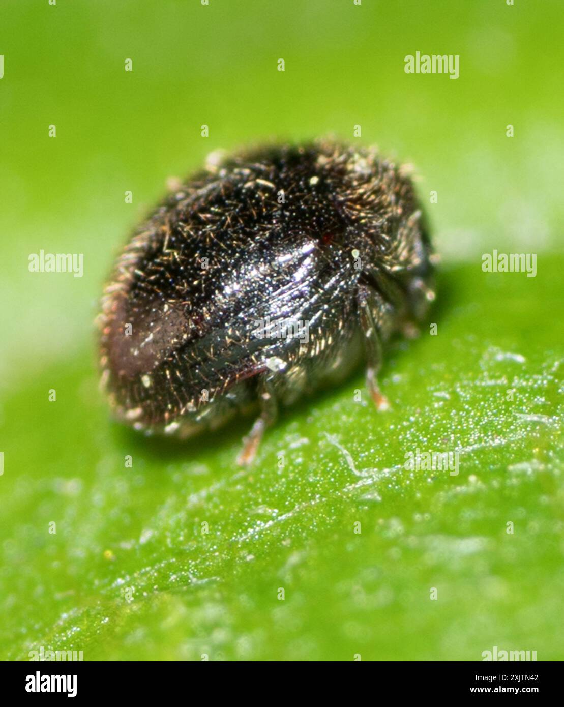 Puffball beetles hi-res stock photography and images - Alamy