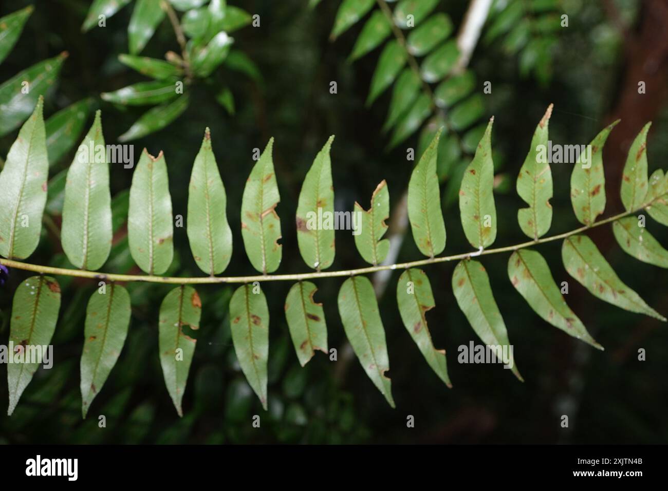 scaly tree ferns (Cyatheaceae) Plantae Stock Photo - Alamy