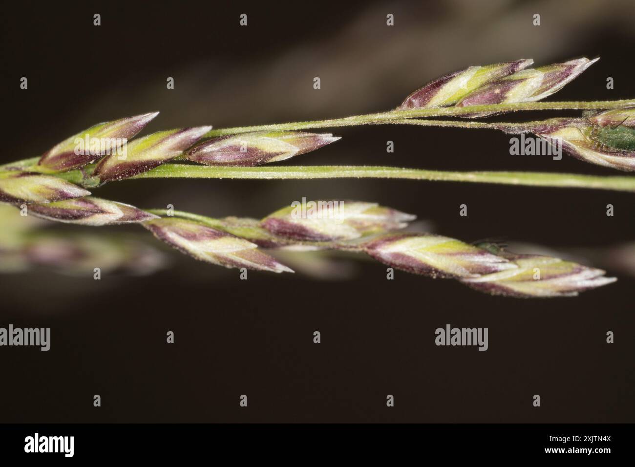 smallflower melicgrass (Melica imperfecta) Plantae Stock Photo - Alamy
