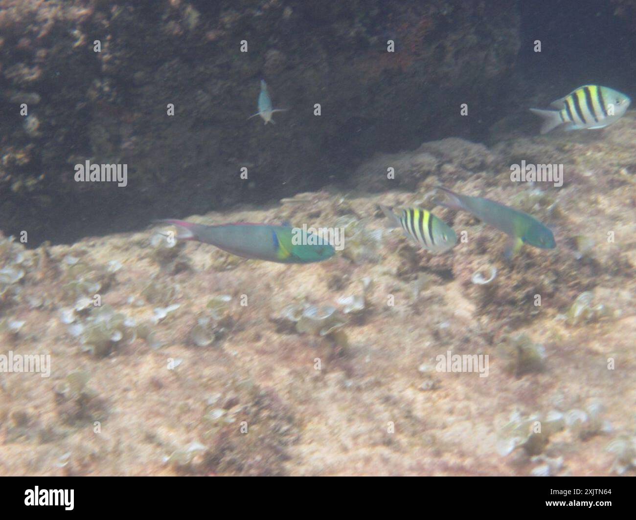 Indo-Pacific Bluehead Wrasse (Thalassoma amblycephalus) Actinopterygii ...
