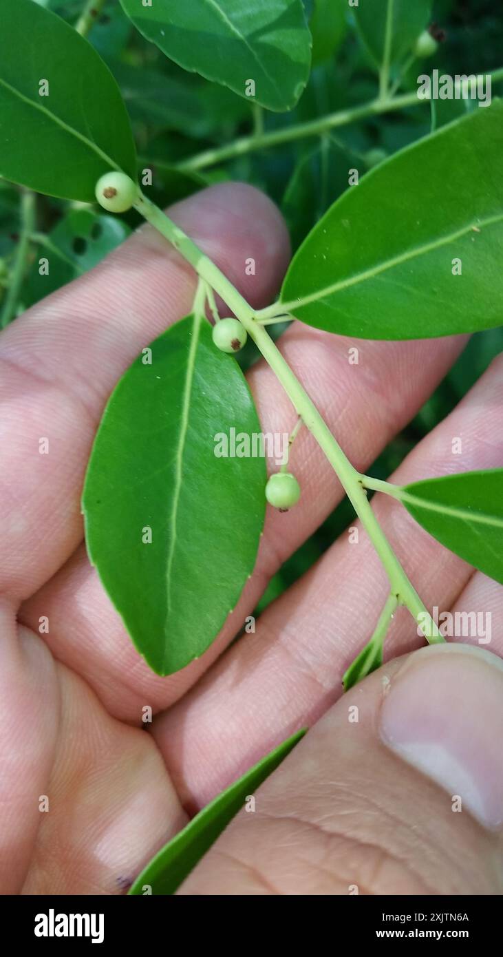 gallberry (Ilex glabra) Plantae Stock Photo - Alamy