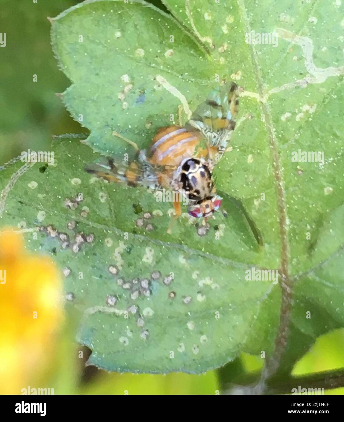 Mediterranean Fruit Fly (Ceratitis capitata) Insecta Stock Photo - Alamy