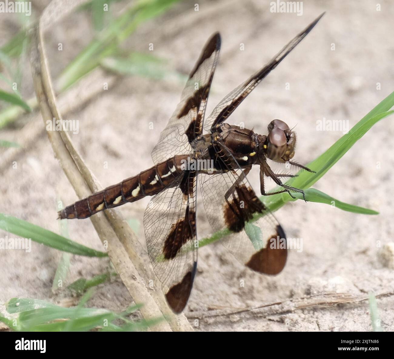 Common Whitetail (Plathemis lydia) Insecta Stock Photo - Alamy