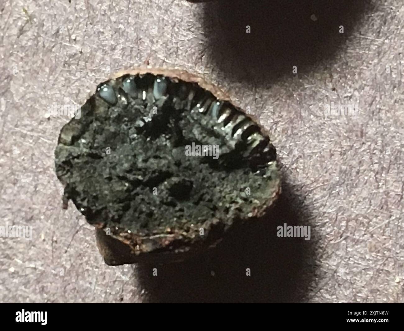 Beech Woodwart (Hypoxylon fragiforme) Fungi Stock Photo - Alamy