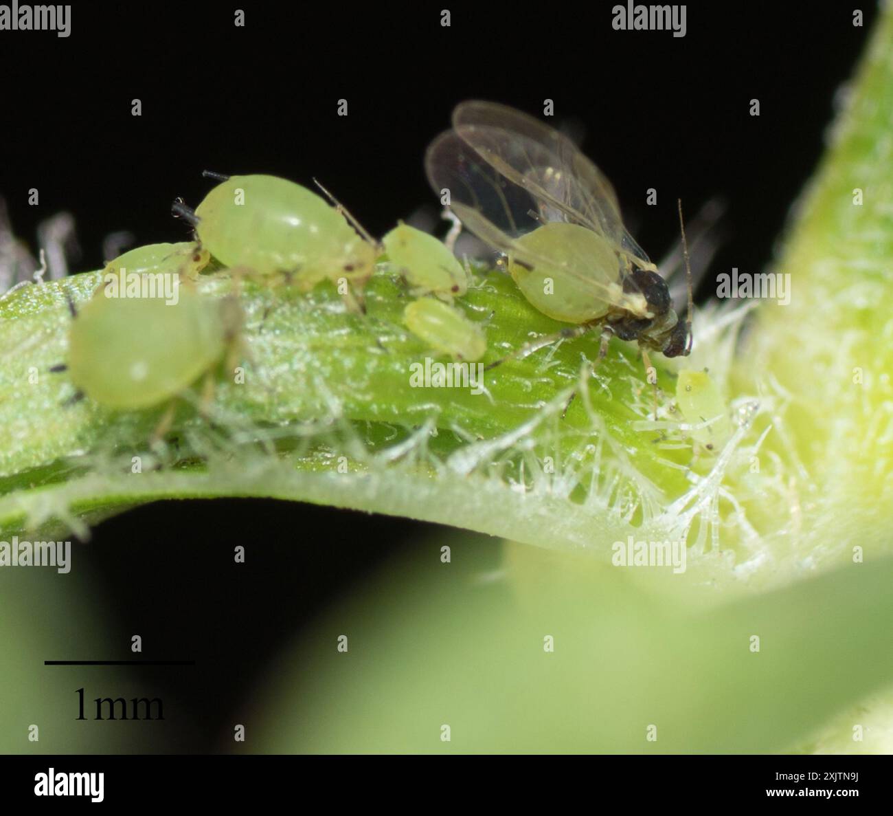 Spiraea Aphid (Aphis spiraecola) Insecta Stock Photo - Alamy